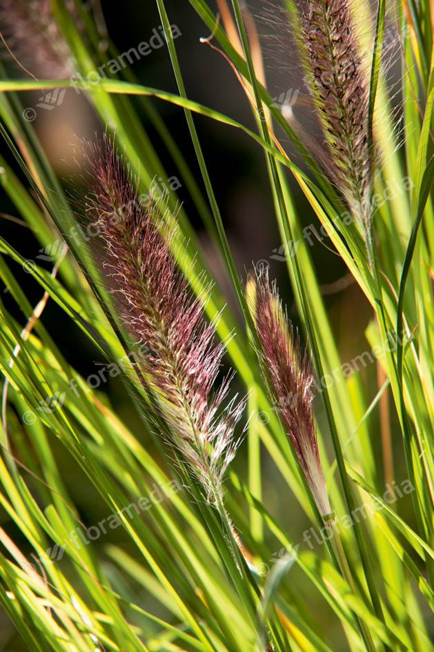 Pennisetum Viridescens
